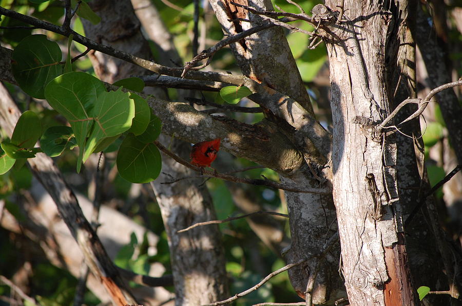 Cardinal in Tree Photograph by Richard Ballo - Fine Art America