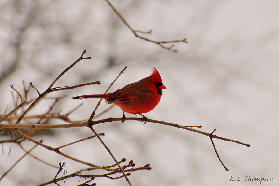 Cardinal Photograph by Robin Thompson - Fine Art America