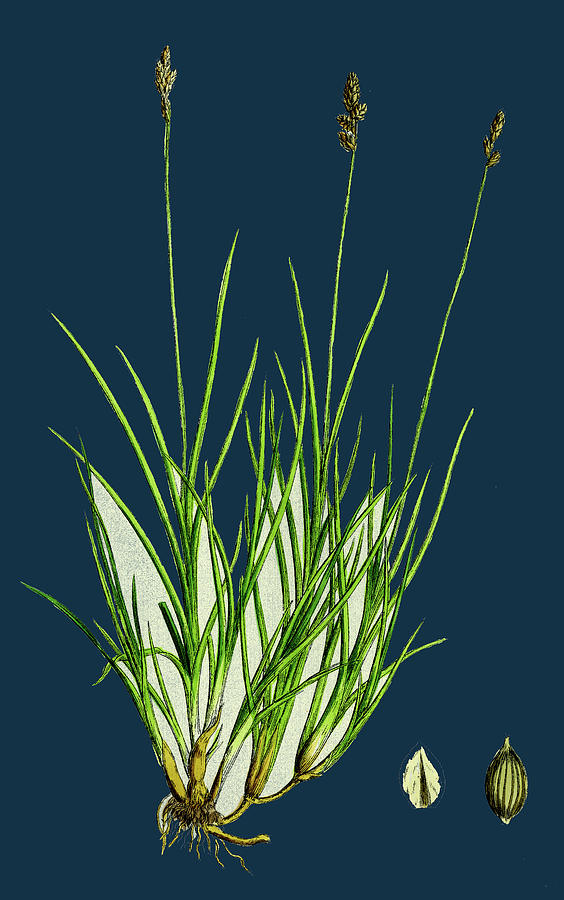 Carex Curta, Var. Alpicola White Sedge Drawing by English School - Fine ...