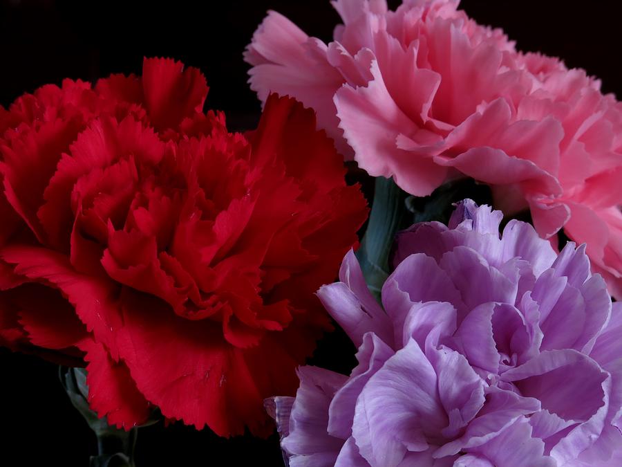 Carnations Photograph by Tim Beebe - Fine Art America