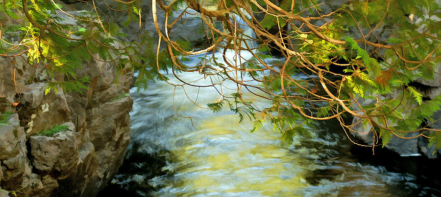 Cascade Cedar Photograph by Bill Morgenstern | Pixels
