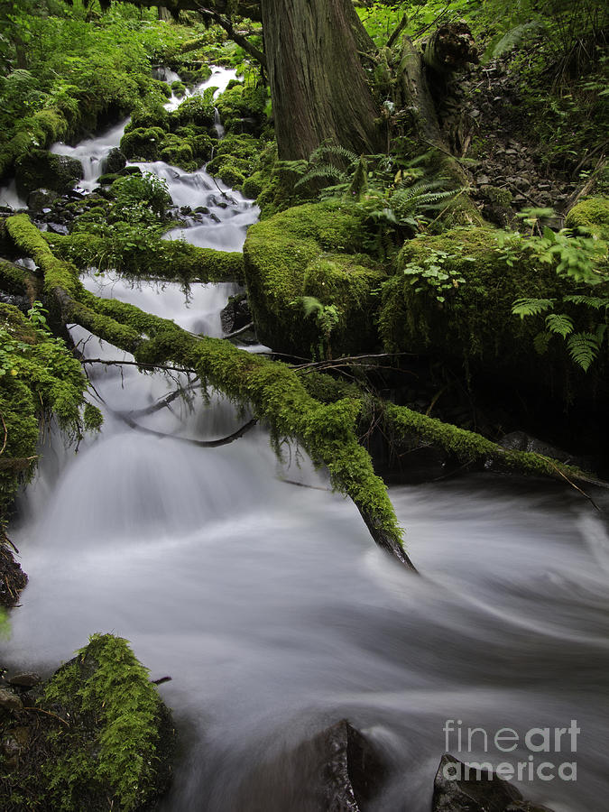 Cascading Stream Photograph by Tim Moore | Fine Art America