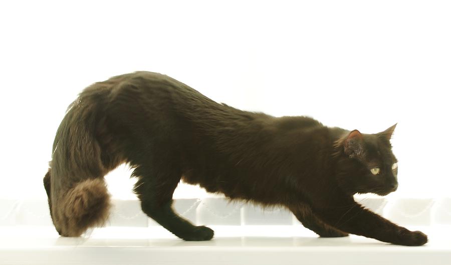 Cat posing Photograph by Daniel Kett - Pixels