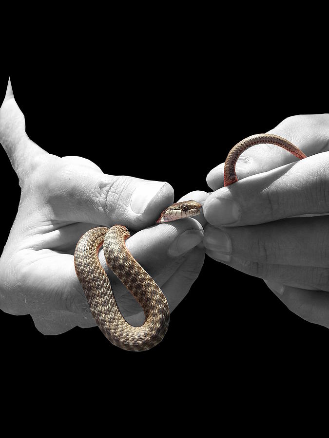 Catching A Snake Photograph by Gina Nuttall - Fine Art America