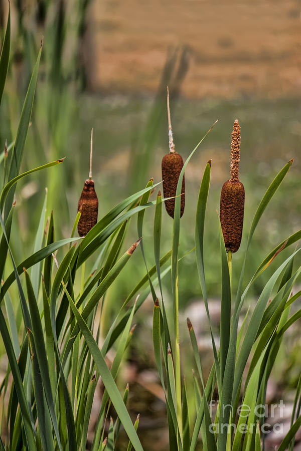 Cattails Photograph by Dawn Wilson - Pixels