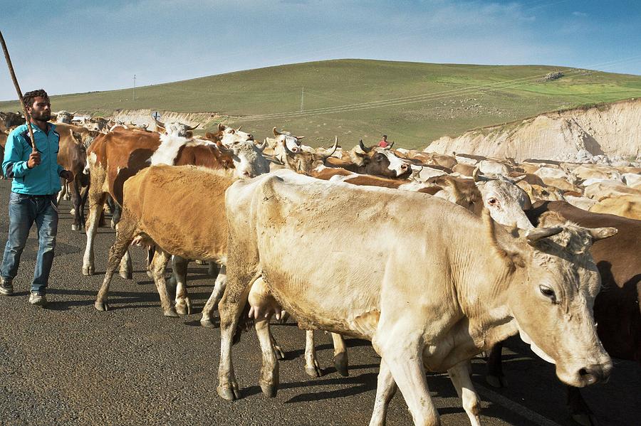 Cattle Herding Photograph by Bob Gibbons | Fine Art America