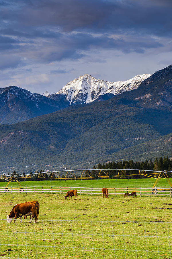 Cattle Ranch Photograph by Brandon Smith - Pixels