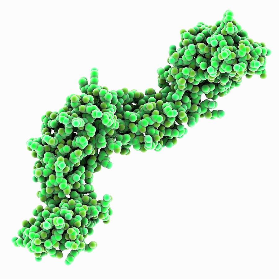 Cd4 Protein Molecule Photograph by Laguna Design - Pixels