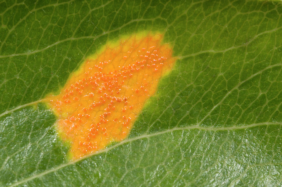 Cedar Apple Rust by Nigel Downer / Science Photo Library