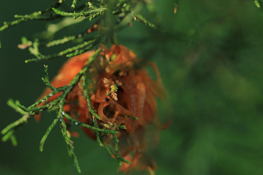 Cedar Rust Photograph by Leigh Edwards - Fine Art America