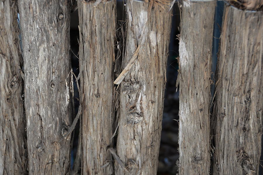 Cedar Texture Photograph by John Suter - Fine Art America