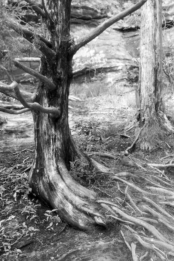 Cedar Tree Photograph by Dwight Cook - Pixels