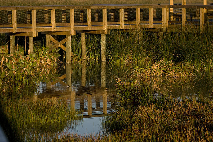 Celery Fields Photograph by Sandy Swanson | Fine Art America