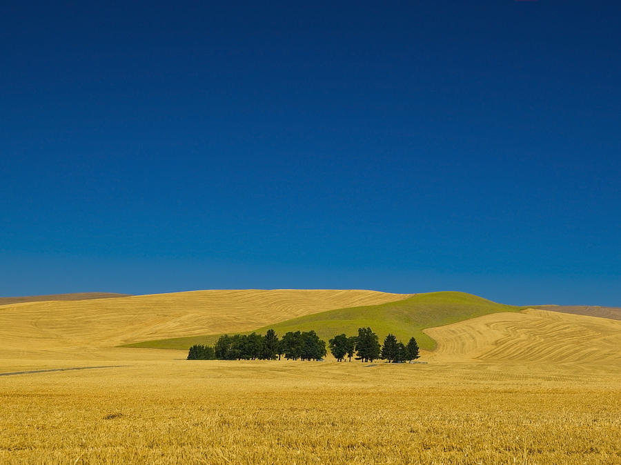 Cemetery With Trees In A Wheat Photograph By Richard Desmarais Fine Art America