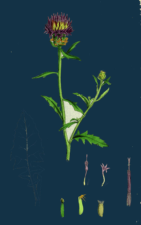 Centaurea Aspera Rough Star-thistle Drawing by English School