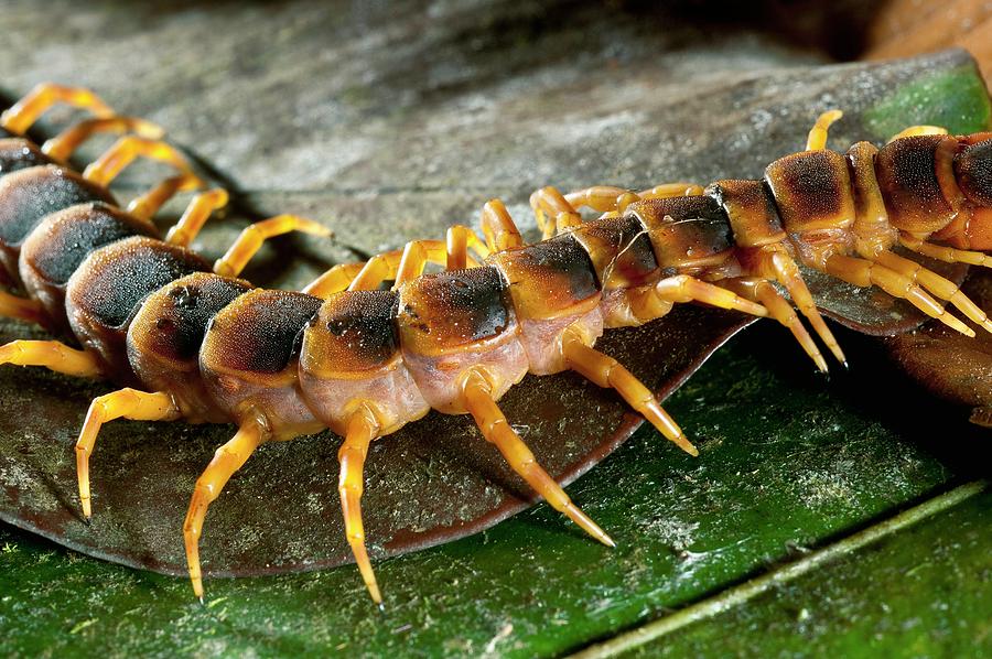 Centipede Body Photograph By Philippe Psailascience Photo Library