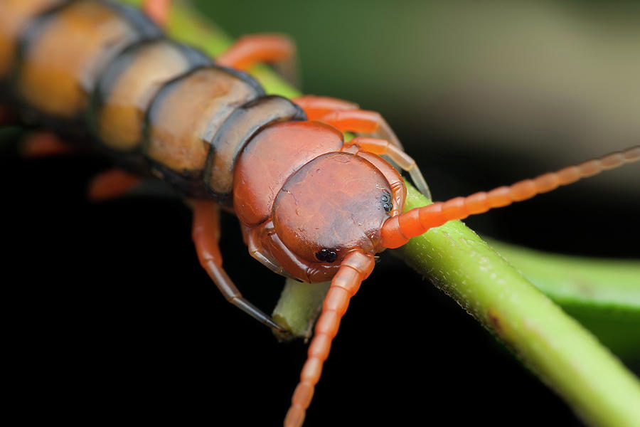 Centipede Photograph by Science Photo Library - Pixels