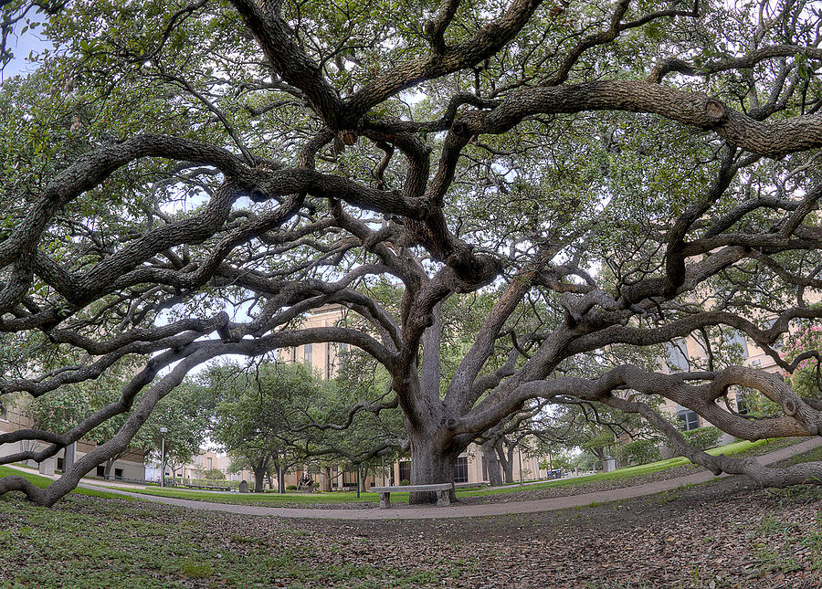 Century Tree Photograph by Sean Long - Fine Art America