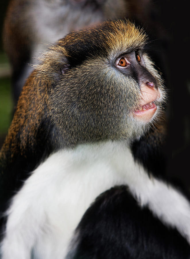Cercopitheque De Campbell Cercopithecus Photograph by Gerard Lacz - Pixels