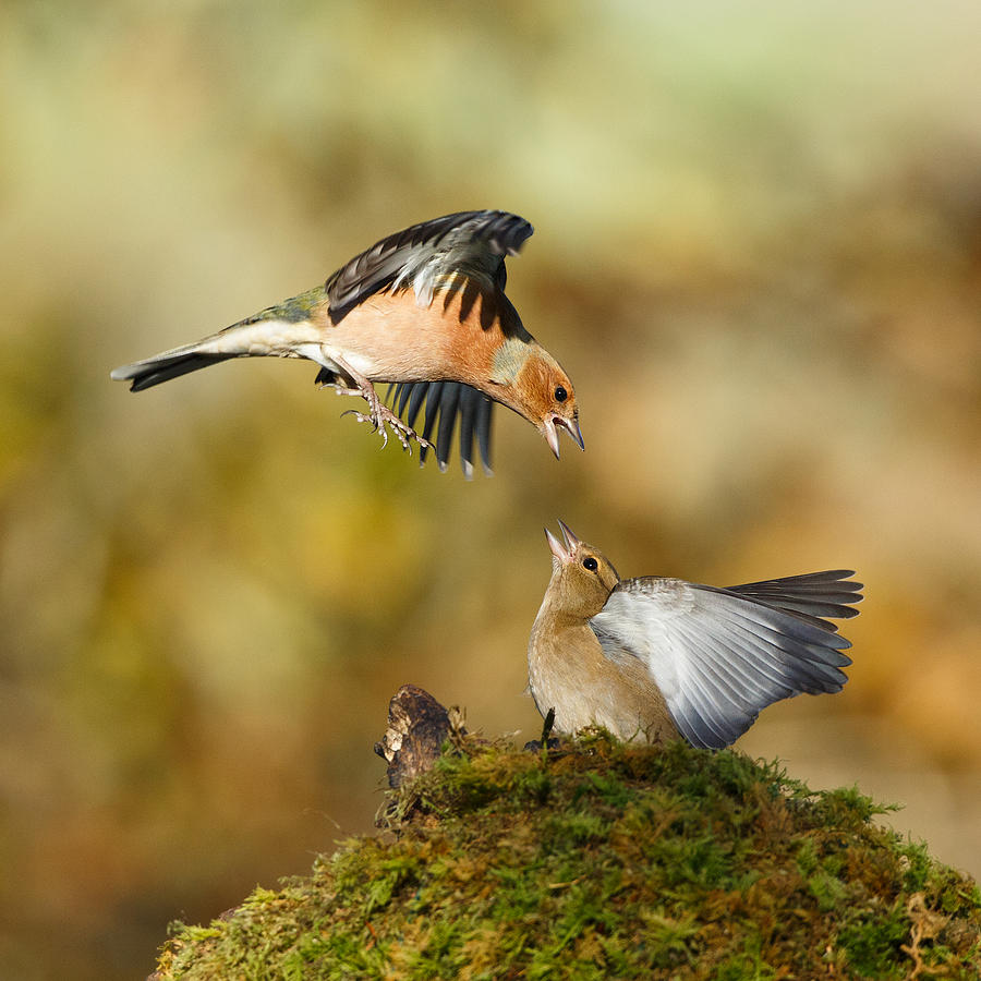 Chaffinch argument Photograph by Izzy Standbridge - Fine Art America