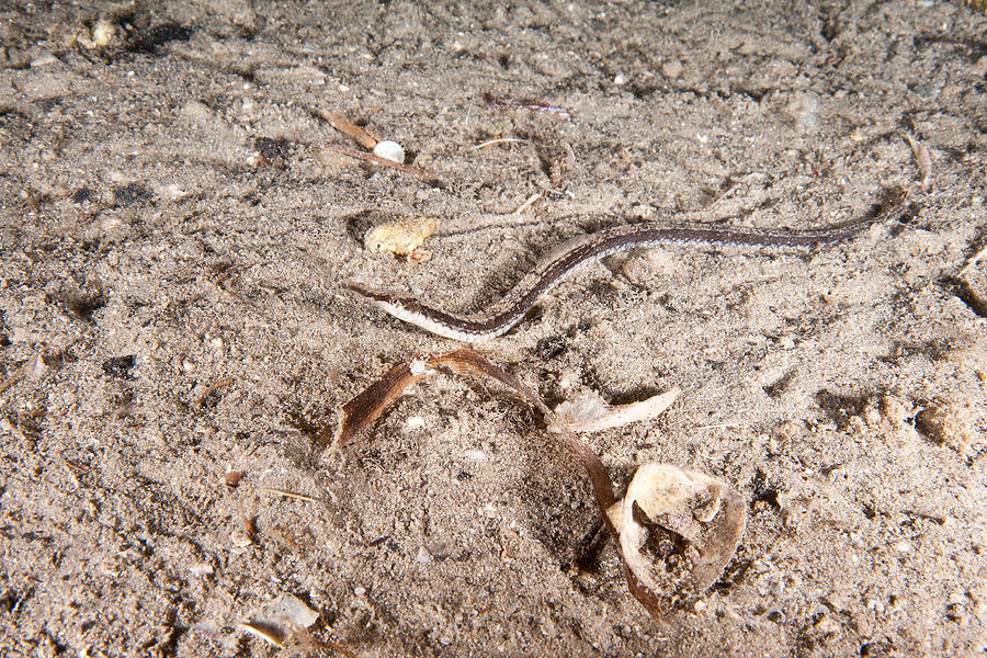 Chain Pipefish Photograph by Andrew J. Martinez