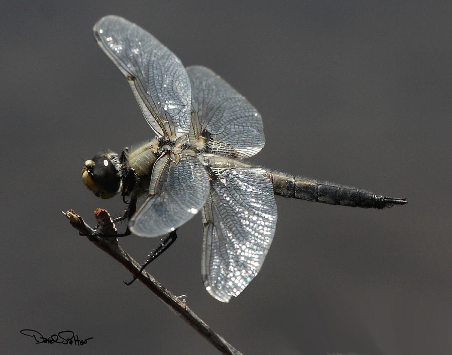 Chalk-fronted Corporal Photograph by David Salter - Pixels