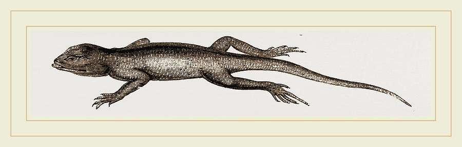 Changeable Agama Drawing by Litz Collection - Fine Art America