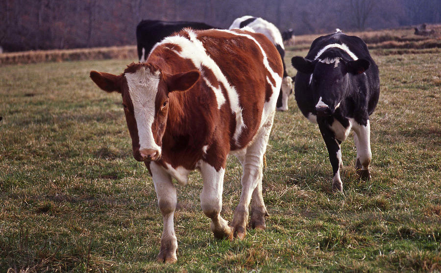 Charging Photograph by Skip Willits - Fine Art America