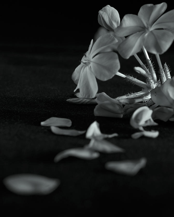 Charm is deceptive... beauty fleeting Photograph by Michael Cockrell ...