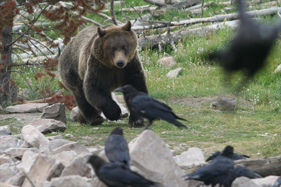 Chasing Off The Crows Photograph by Bob Bahlmann - Pixels