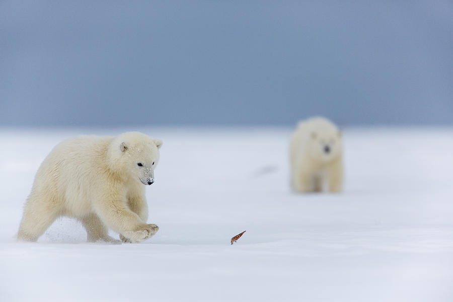 Chasing the Leaf Photograph by Tim Grams | Fine Art America