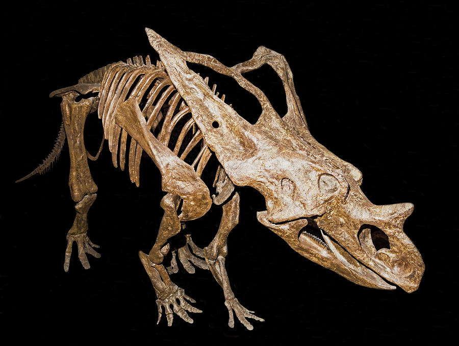 Chasmosaurus Photograph by Millard H. Sharp - Pixels