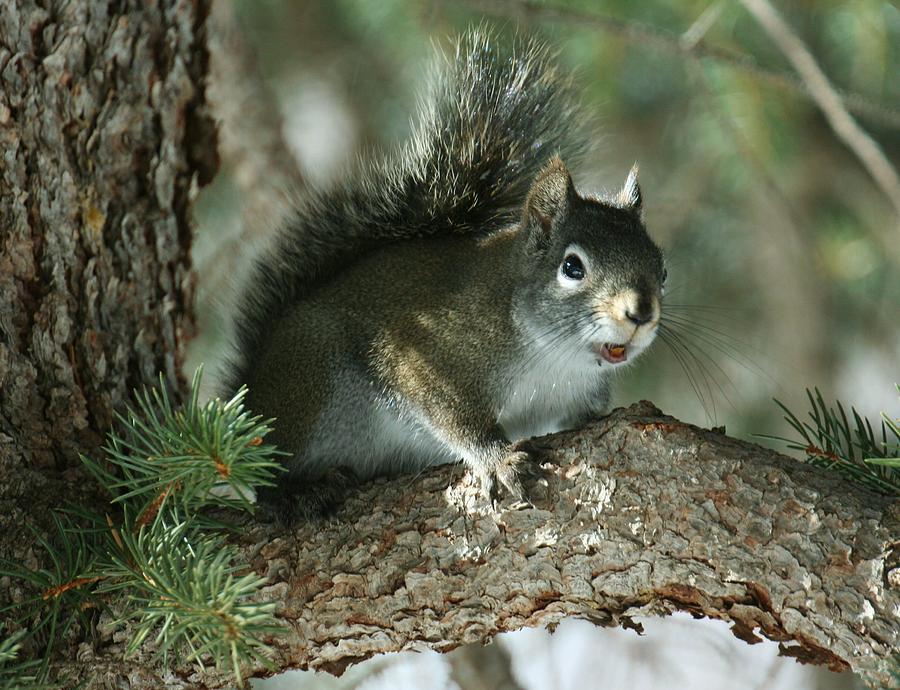 Chatty Squirrel Photograph by Caleb Liston - Fine Art America