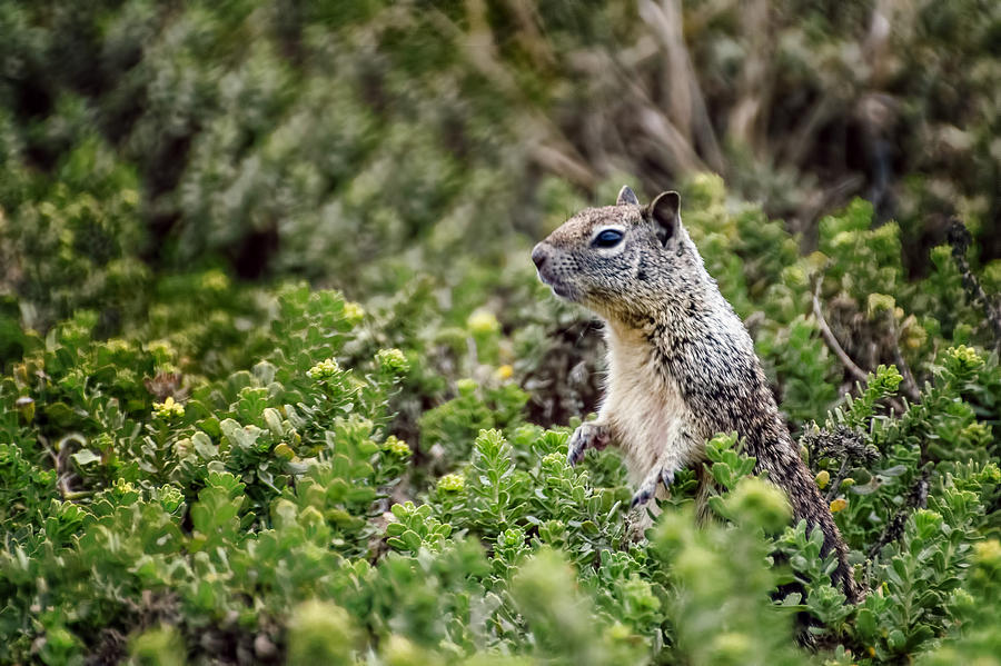 Checking Things Out Photograph by Jon Berghoff - Pixels