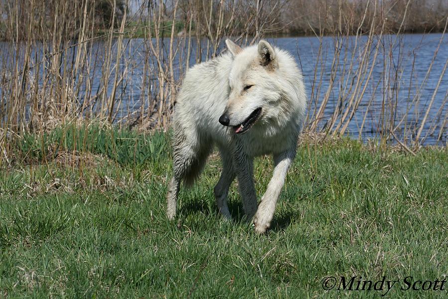 Checking Things Out Photograph by Mindy Scott - Fine Art America