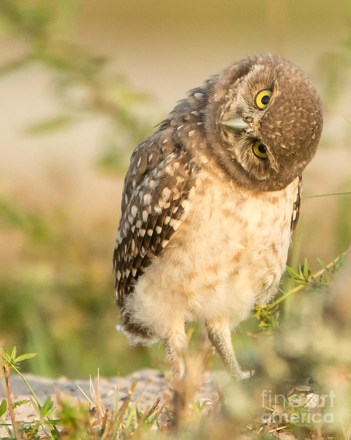 Checking You Out Photograph by Patsy Kline Hall | Fine Art America