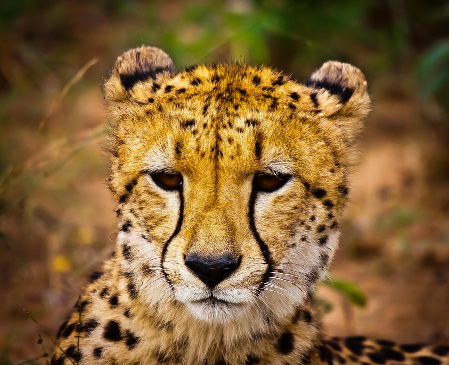 Cheetah Photograph by Kathy Hutchings - Fine Art America Cheetah Photograph by Kathy Hutchings - Fine Art America