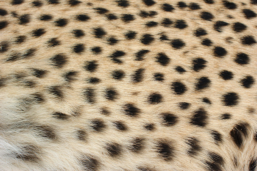 Cheetah pattern Photograph by Keith Barlow - Pixels
