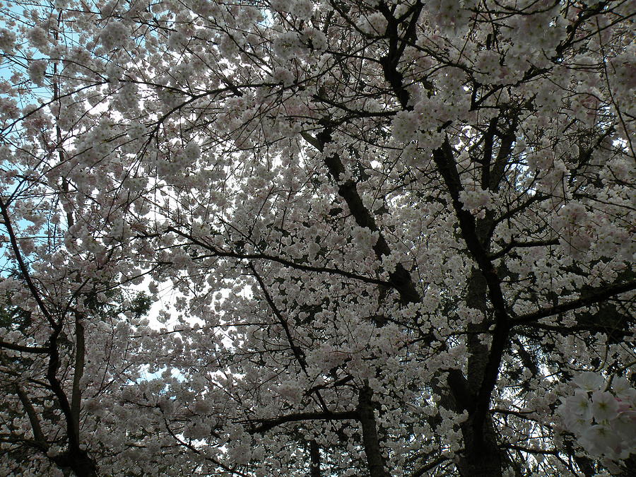 Cherry Blossoms Photograph by April Hendricks - Fine Art America