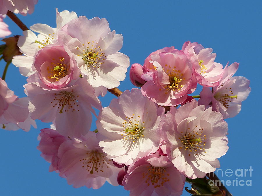 Cherry Blossoms in Spring Photograph by Christine Stack - Fine Art America