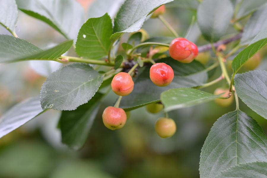 Cherry Photograph by Ivan Rotim - Fine Art America
