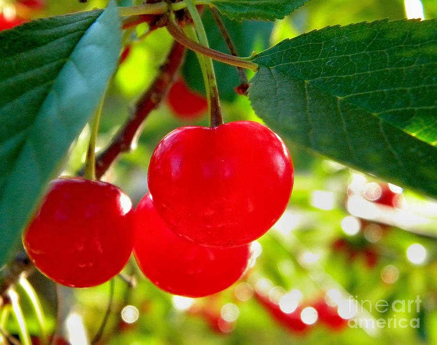Cherry Red Photograph by Cheryl Parker - Fine Art America
