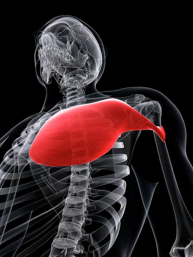 Chest Muscle by Science Photo Library