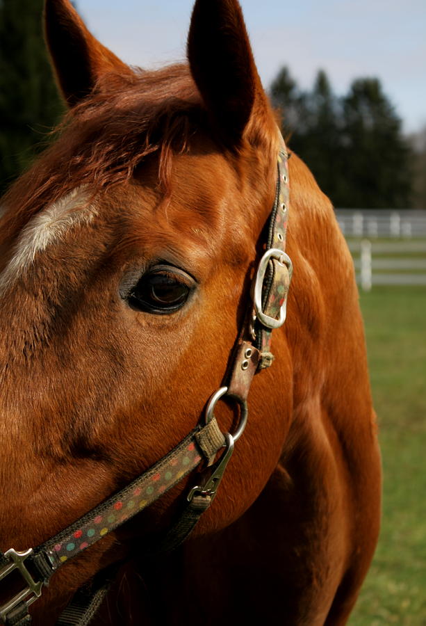 Chestnut Mare Photograph by Peter Feo | Fine Art America