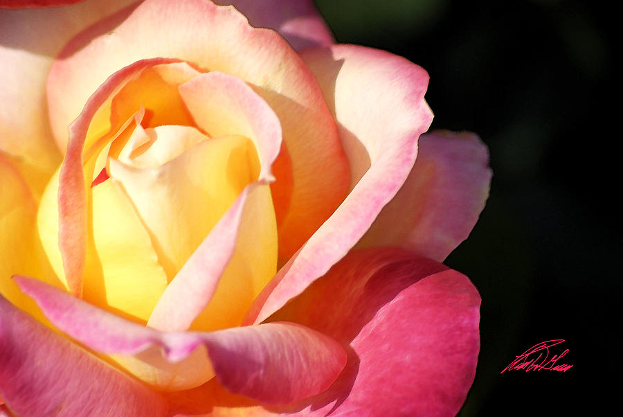 Chicago Rose Photograph by Thomas Greear - Pixels