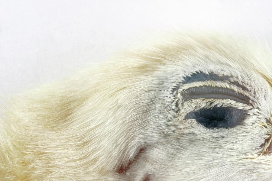 Chick Eye by Science Photo Library