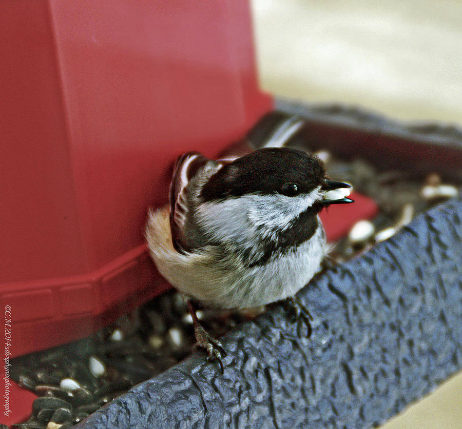 Chickadee Picking Photograph by Catherine Melvin - Fine Art America