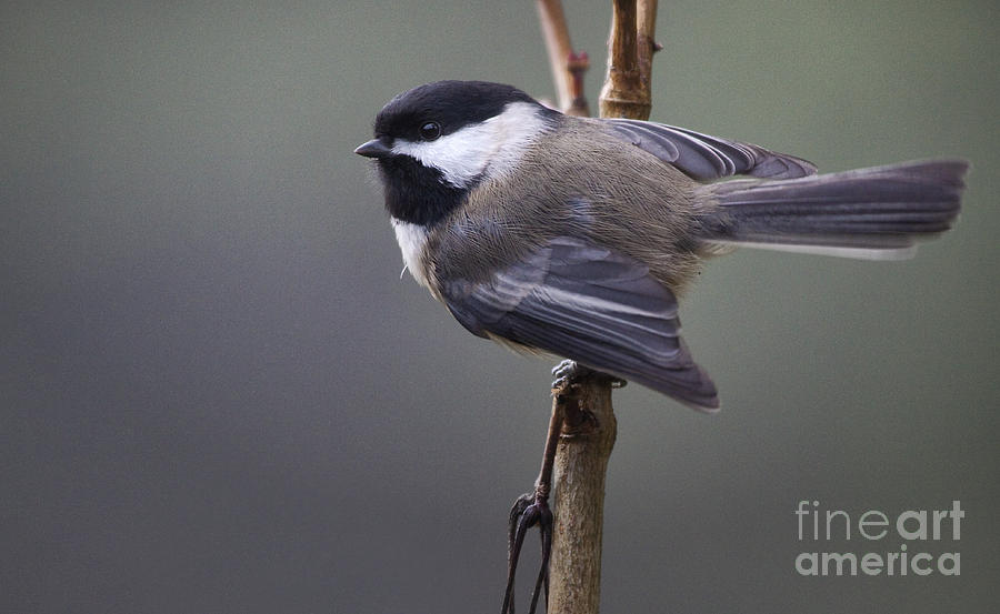 Chickadee Photograph by Sharon Ely - Fine Art America
