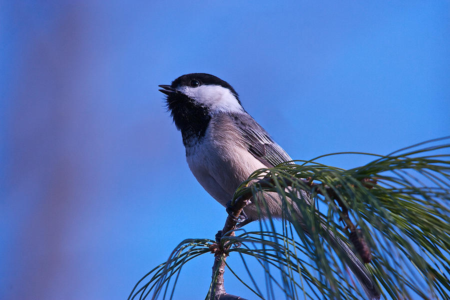 Chickadee Photograph by Tim Schmidt - Fine Art America