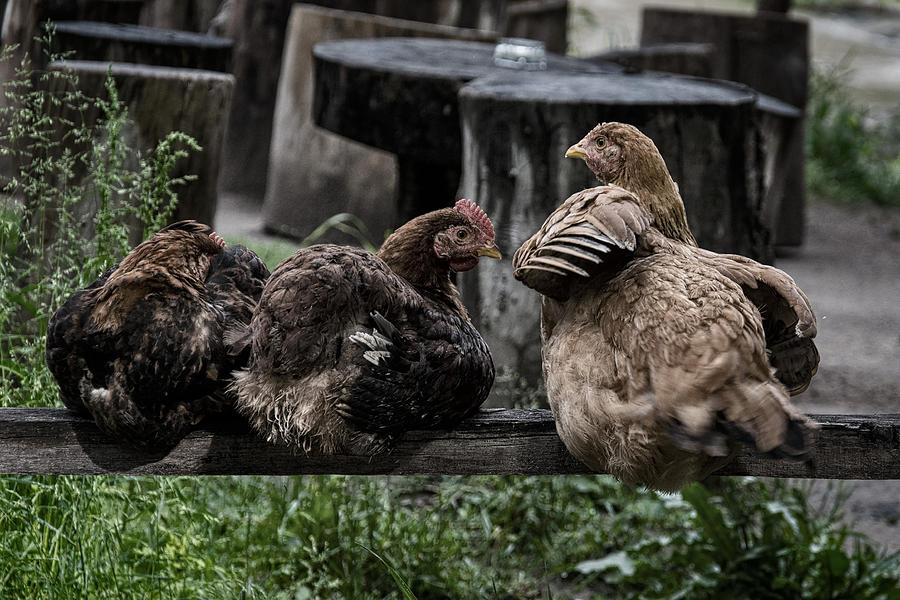 Chicken Talk Photograph by Rabiri Us - Pixels
